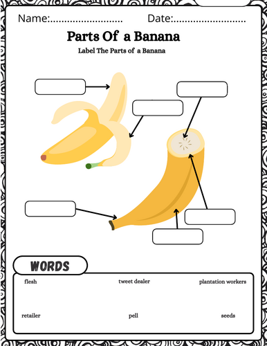 Parts of a Banana Worksheet |Banana Anatomy | Teaching Resources