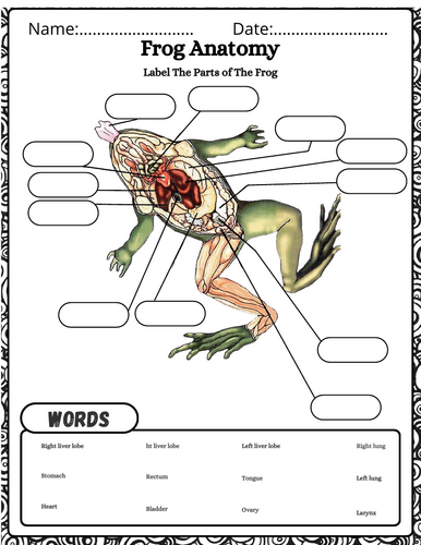 Frog Anatomy Worksheets | Teaching Resources