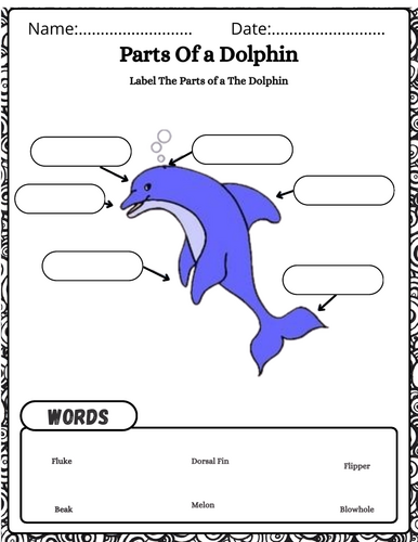 Parts of a Dolphin Worksheets | Teaching Resources