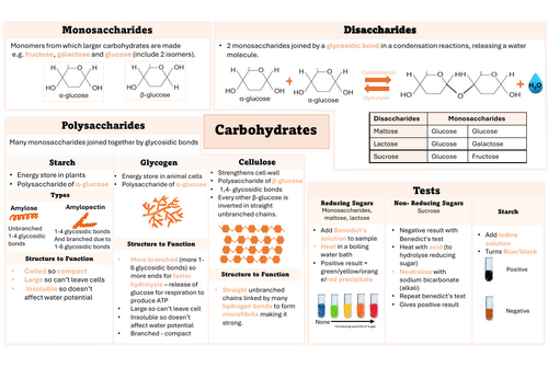 AQA Biological Molecules Revision Sheet | Teaching Resources