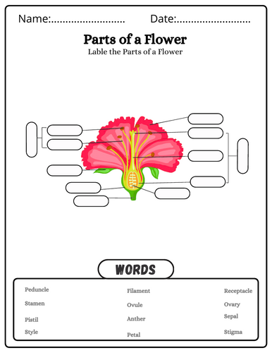 Parts of a FlowerLabeling Worksheet | Teaching Resources