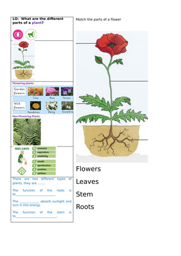 KS1 Year 2 Science: Full Plant Growth & Investigation Unit | 6 week ...