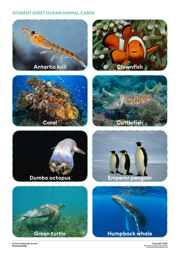 Ocean animals and habitats KS1 full lesson | Teaching Resources