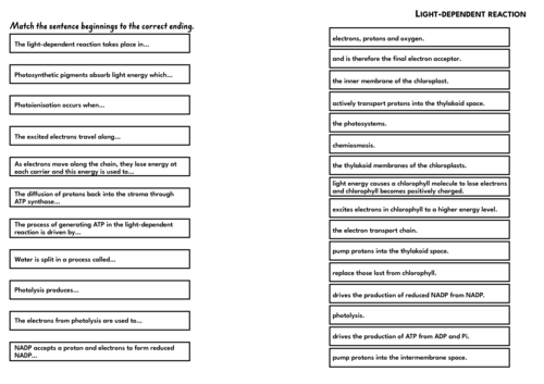 Photosynthesis A-level Biology Card Sort Revision Game | Consolidation ...