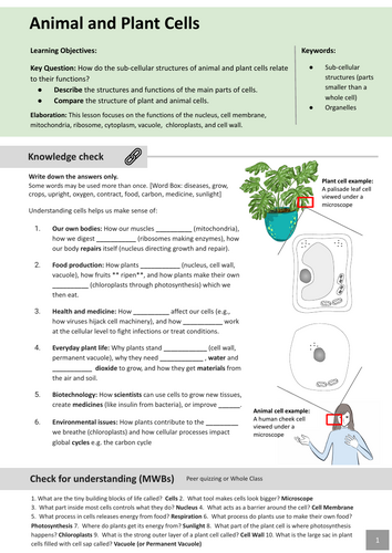 GCSE Plant and Animal Cells | Teaching Resources