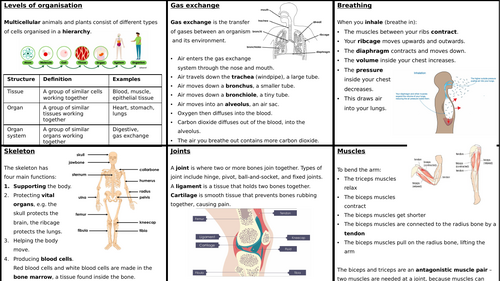 KS3 Activate 'Structure and function of human body systems' knowledge ...