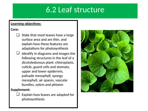 B6 Plant nutrition (IGCSE Cambridge - Double - Biology) | Teaching ...