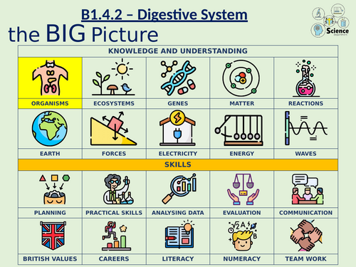 KS4 Year 9 - Systems - Digestive System | Teaching Resources