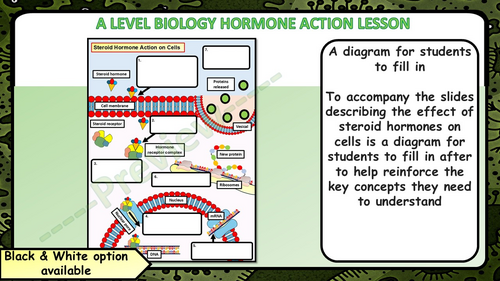 A Level Biology Hormone Action on Cells Lesson & Activities | Teaching ...