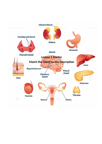 NEW: AAQ BTEC Medical Science Unit 1Bii Endocrine System - Lesson 2 ...