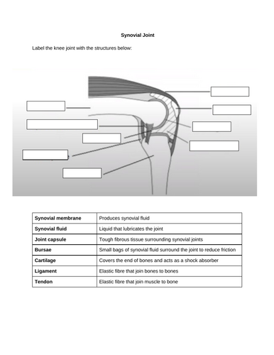 AQA GCSE PE Synovial Joints - label and questions | Teaching Resources