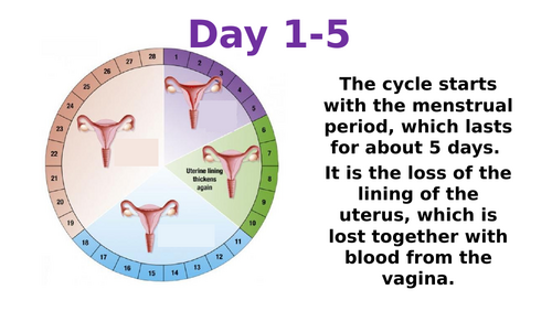 **iGCSE Biology Edexcel - FERTILISATION & MENSTRUAL CYCLE** | Teaching ...
