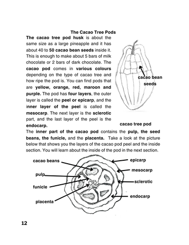 Worksheet and Information Pages From the From Cacao to Chocolate ...