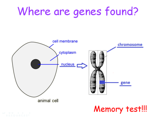 NEW AQA Trilogy GCSE (2016) Biology - Chromosomes | Teaching Resources