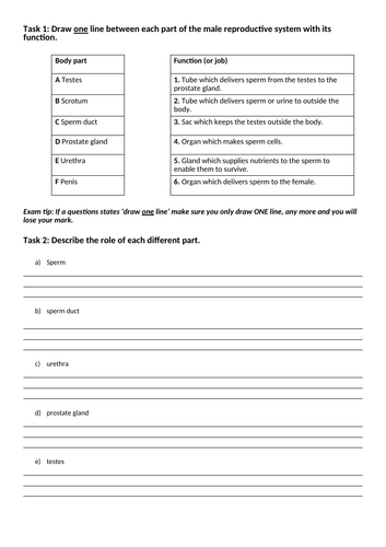 Male human reproductive system KS3 | Teaching Resources