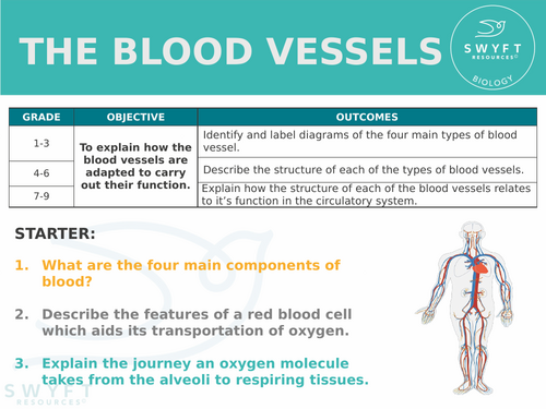 NEW AQA Trilogy GCSE (2016) Biology - Blood Vessels | Teaching Resources