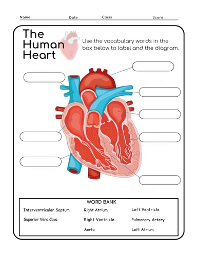 Label the Parts of the Heart: Anatomy Coloring Activity : September ...