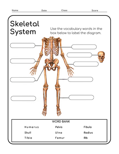 Label the Skeletal System: Anatomy Coloring Activity: End of year ...