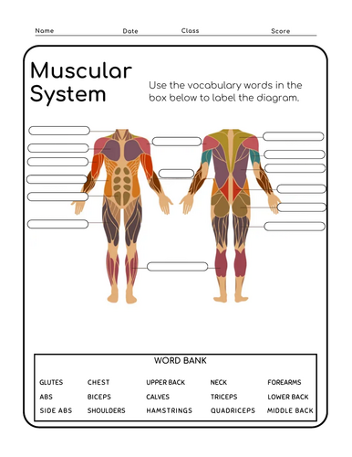 Label the Muscular System: Anatomy Coloring Activity: End of year ...
