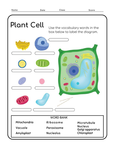 Label the Plant Cell: Botany Coloring Activity End of year Activities ...