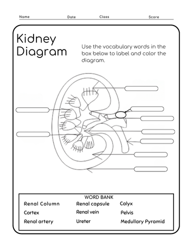 Label the Kidney Diagram: Renal Anatomy Coloring Activity End of year ...