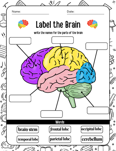 Label the Parts of the Human Brain: Anatomy Activity End of year ...