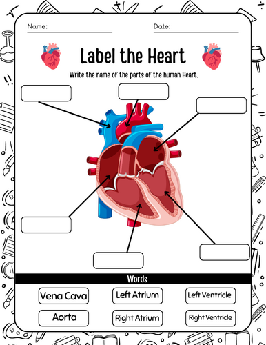 Label the Parts of the Human Heart: Anatomy Activity End of year ...