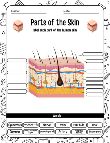 Label the Human Skin Anatomy: End of The year Activities & Worksheets ...