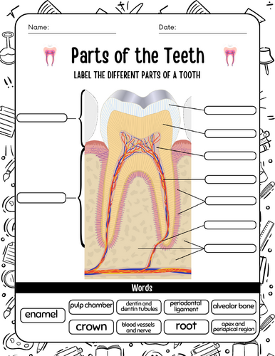 Label the Parts of Human Teeth:Dental Anatomy September Activities ...