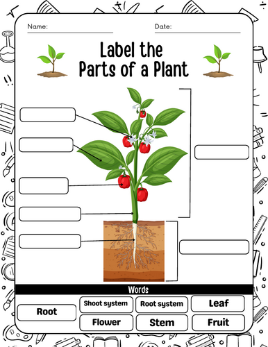 Label the Parts of a Plant Diagram: Plant Anatomy Activities ...