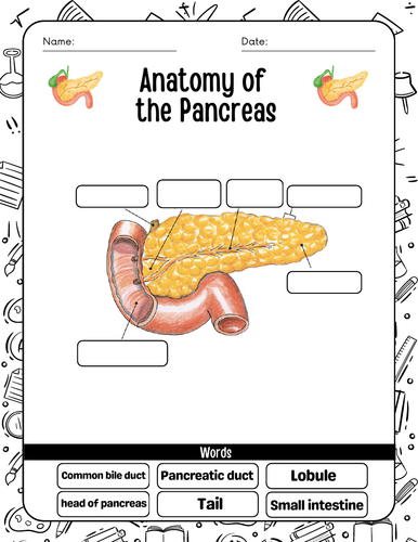 Label the Parts of The Human Pancreas Anatomy: Activities & Worksheets ...