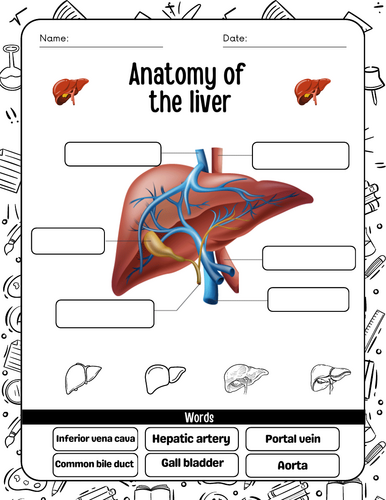 Label the Parts of The Liver Anatomy: September Activities & Worksheets ...