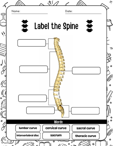 Label the Parts of Spine: Spinal Anatomy September Activities ...