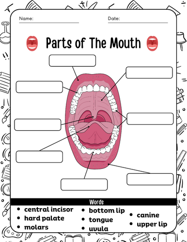 Label the Parts of The Human Mouth Anatomy: Back to School Activities ...