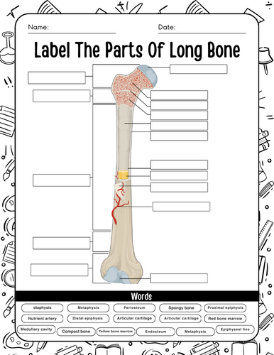 Long Bone Diagram Long Bone Anatomy Worksheet Anatomy Notes Ch 7