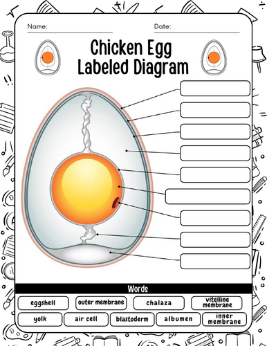 Label The Trapezius Muscle Anatomy:Labeling, Word Search, and Coloring ...