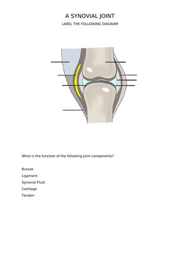 GCSE PE - Synovial Joint Worksheet | Teaching Resources