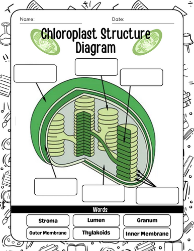 Label The Chloroplast Structure Diagram:Labeling, Word Search, and ...