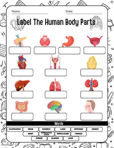 Label The Human Body Parts Anatomy:Labeling, Word Search, and Coloring ...