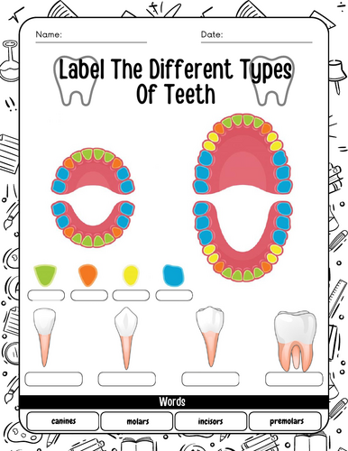 Dental Anatomy: Label The Different Types Of Teeth Labeling Worksheets ...