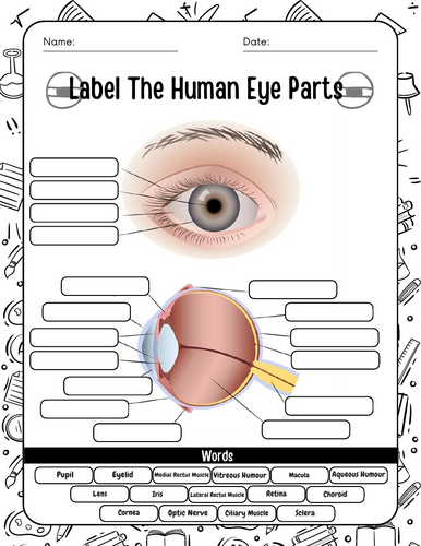 Label The Human Eye Parts Anatomy: Labeling Worksheets with Activities ...