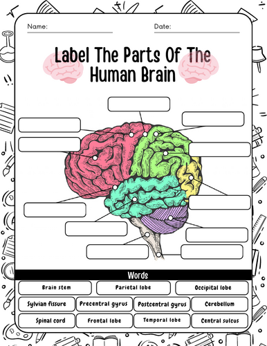 Label the Parts of the Human Brain Anatomy: Labeling Worksheets with ...