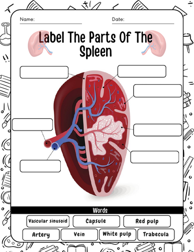 Label The Parts Of The Spleen Anatomy: Labeling Worksheets with ...