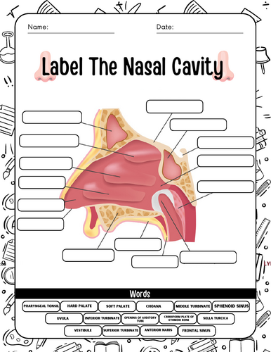 Label The Nasal Cavity Anatomy: Labeling Worksheets: Back To School ...