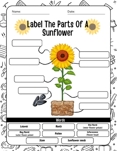 Label the Parts of a Sunflower Anatomy: September Activities ...