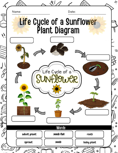 Label the Life Cycle of a Sunflower Plant: September Activities ...