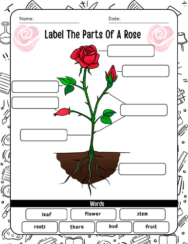 Label The Parts Of A Rose Anatomy: September Labeling Activities ...