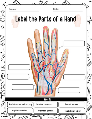 Anatomy of the Back of the Human Hand: Labeling Worksheet with ...