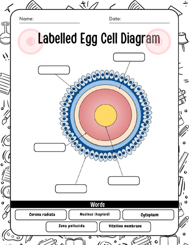 Anatomy of the Human Egg Cell: September Labeling Worksheet with ...