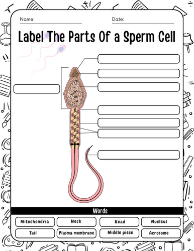 Label the Parts of a Sperm Cell : September Labeling Worksheet with ...